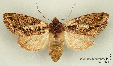 Papua Insects Foundation (Lepidoptera/Notodontidae/Cascera callima)